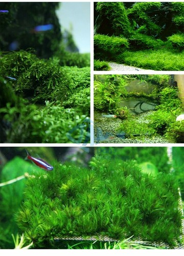 Aquarium Fish Tank Shrimp Tank Stainless Steel Moss Mesh Net Java Moss ...