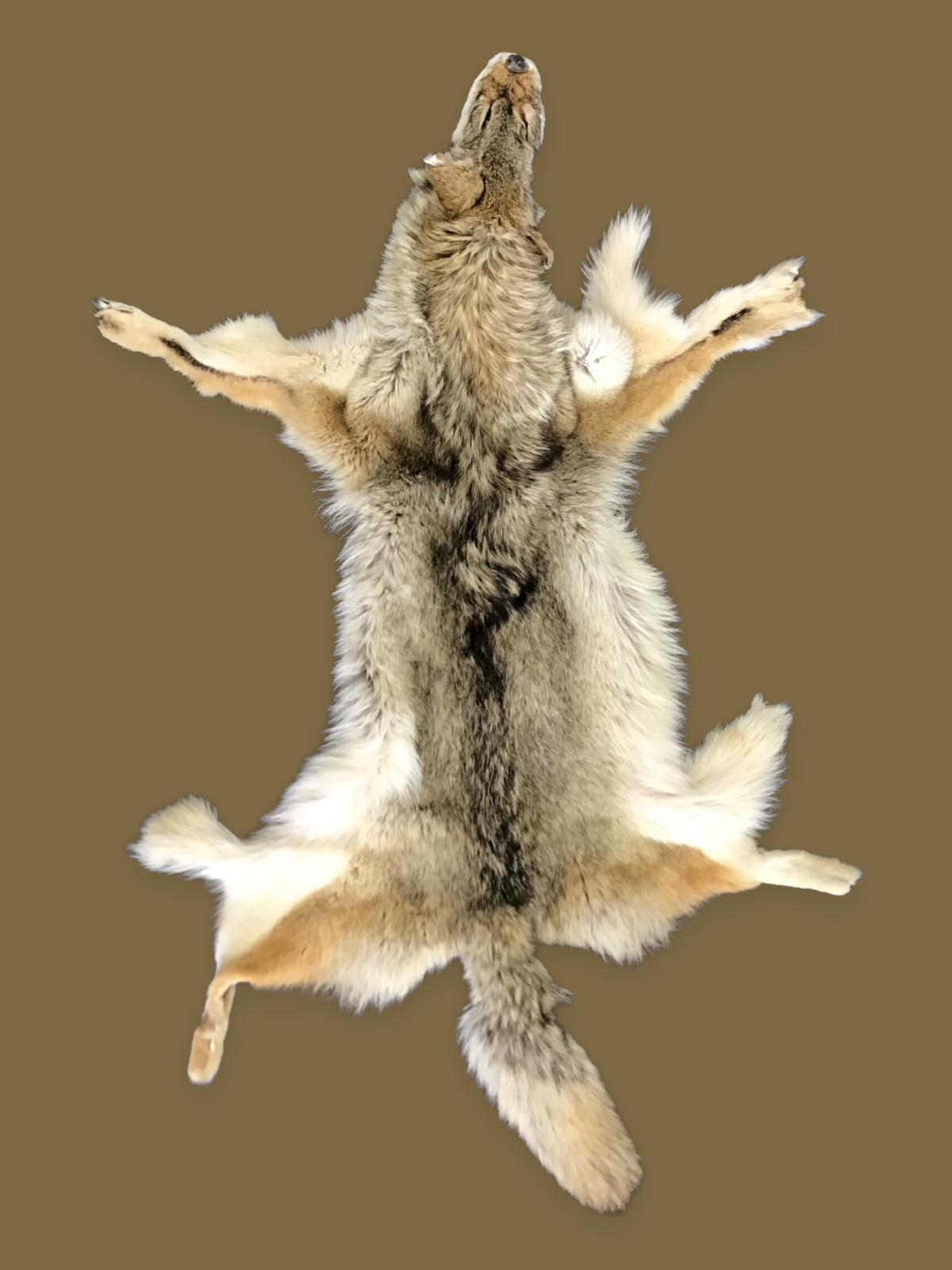 Tanned Coyote Pelt, Hide, Open Skinned Taxidermy with Legs, 50 inch | eBay