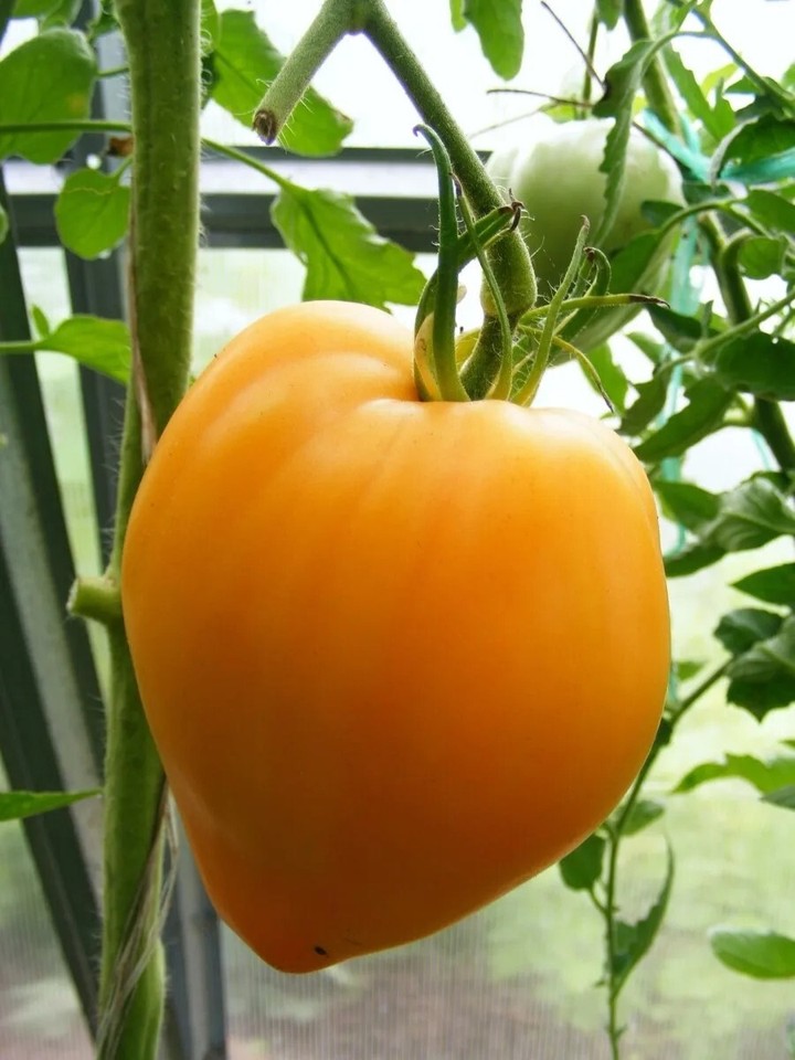Tomato seёds, 150 tomato HEART OF ASHGABAT seёds, organic SW1141+TRACK ...