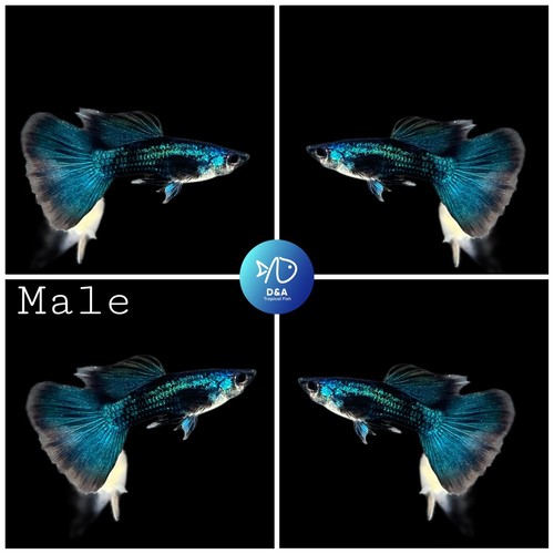 1 Trio - Green/ Blue Moscow Guppies - High Quality Live Guppy Fish ...