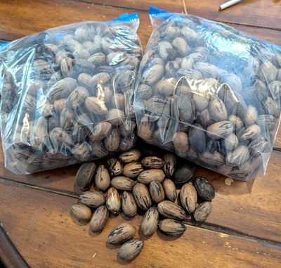 Fresh (Just picked up) Georgia Pecans In Shell 5+ LB bagged | eBay