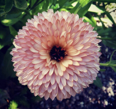 Zeolights Calendula (Pot Marigold) Seeds - Garden Seeds - 20 Seeds ...