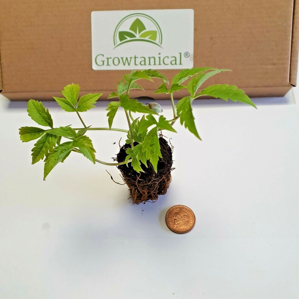 Clematis Montana Mix X 3 Large Plug Plants for Potting on | eBay UK