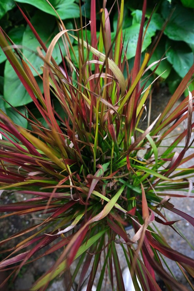 2x Red Baron Japanese Blood Grass Perennial Low Maintenance Ornamental ...