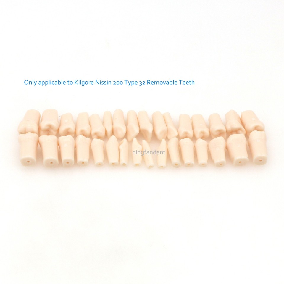 US Dental Studies Kilgore Nissin Columbia Typodont Teeth Model Cheek ...