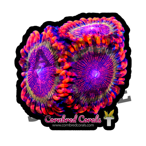 Cornbred Bloodshot Krakatoa Sticker - Reef Tank Accessory - Decal | eBay