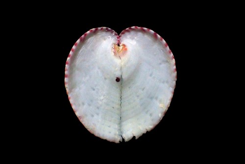 Tatskieshells - Corculum impressum 58mm- Heart Shell | eBay