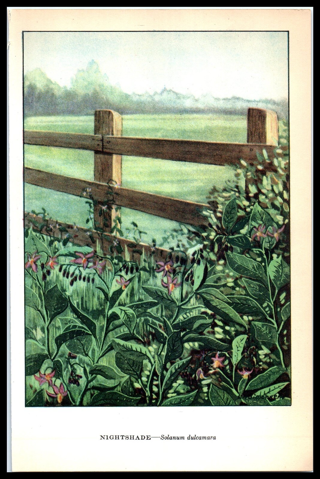 Lot of 7 PURPLE BLUE Flower Book Plate Prints "Wild Flower",LA Simonsen ...