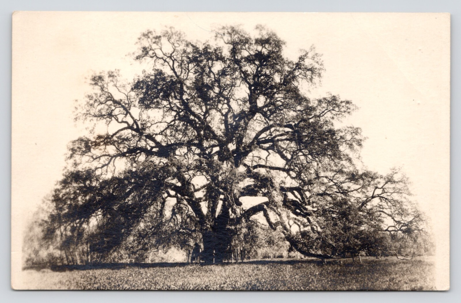 RPPC Chico California Giant Ancient Hooker Oak Tree VTG Unposted Photo ...