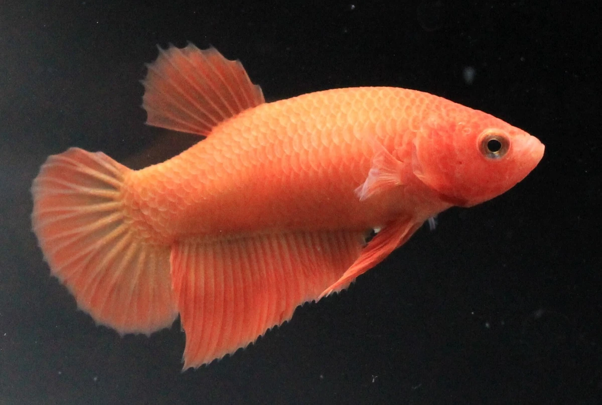 Orange Betta Fish