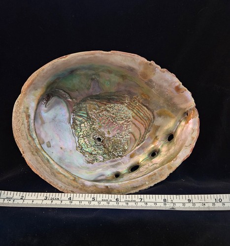 Abalone Seashell Southern California 1988 (A1) | eBay