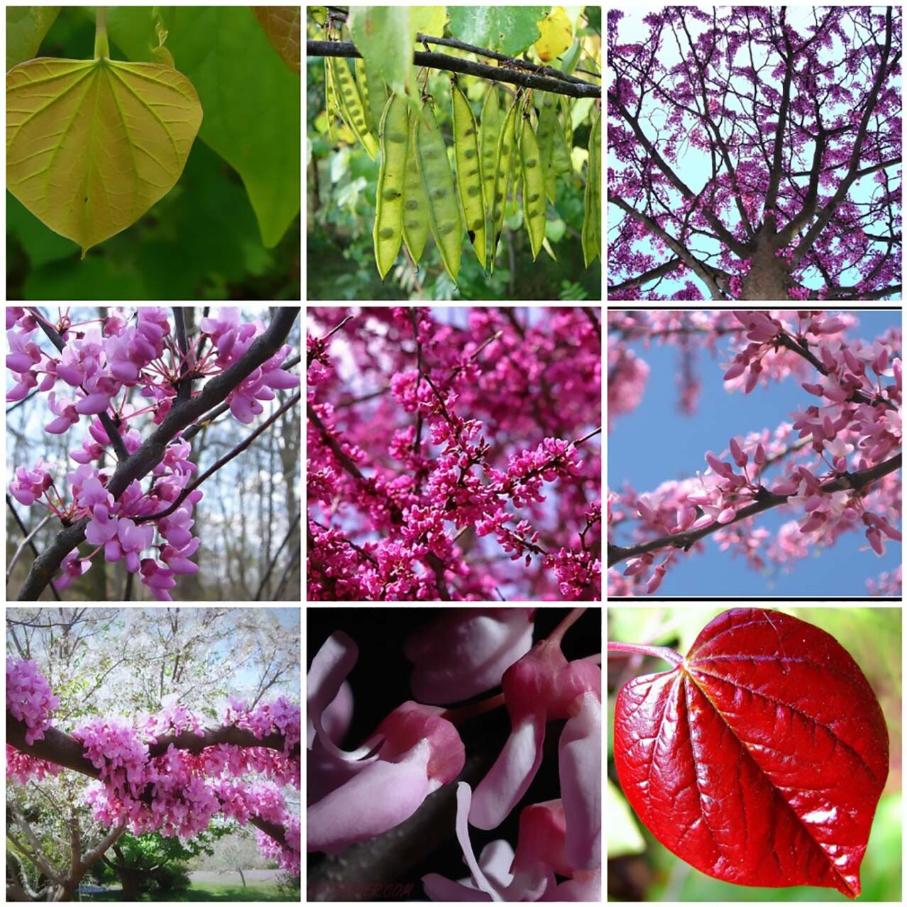 Eastern Red Bud, Cercis Canadensis Tree Seeds (Fast, Hardy, Fall Colors ...