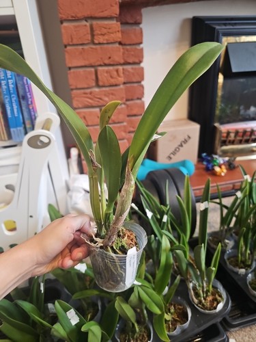 Ryc. Taiwan Firecracker 'Popcorn' Orchid Plant | eBay UK