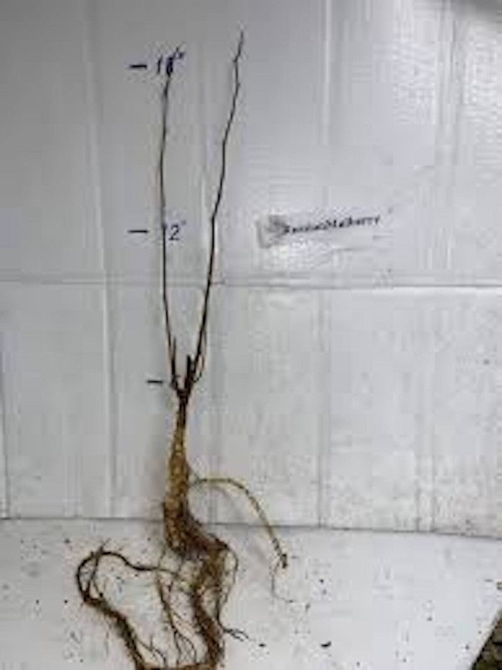 1 White Mulberry Tree Morus alba 1-2ft Tall Live Tree Bare Root | eBay