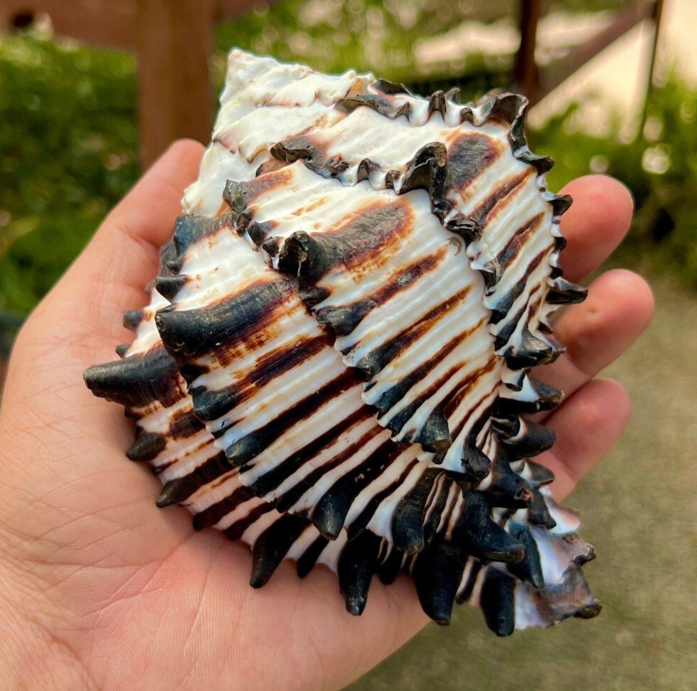 Zebra Murex Conch Seashell 6 Inch, Large Black Natural Shell