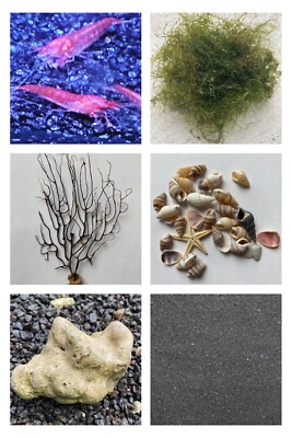 Shrimp Ecosphere DIY Kit - 10 Opae Ula, Sea fan Coral, Macro Algae ...