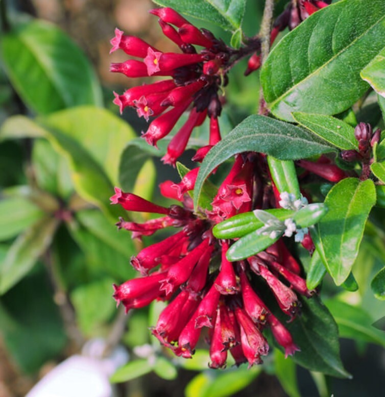Cestrum Newelli Red Jasmine Live Plants - 6 to 8 Inch Tall - Ship No ...