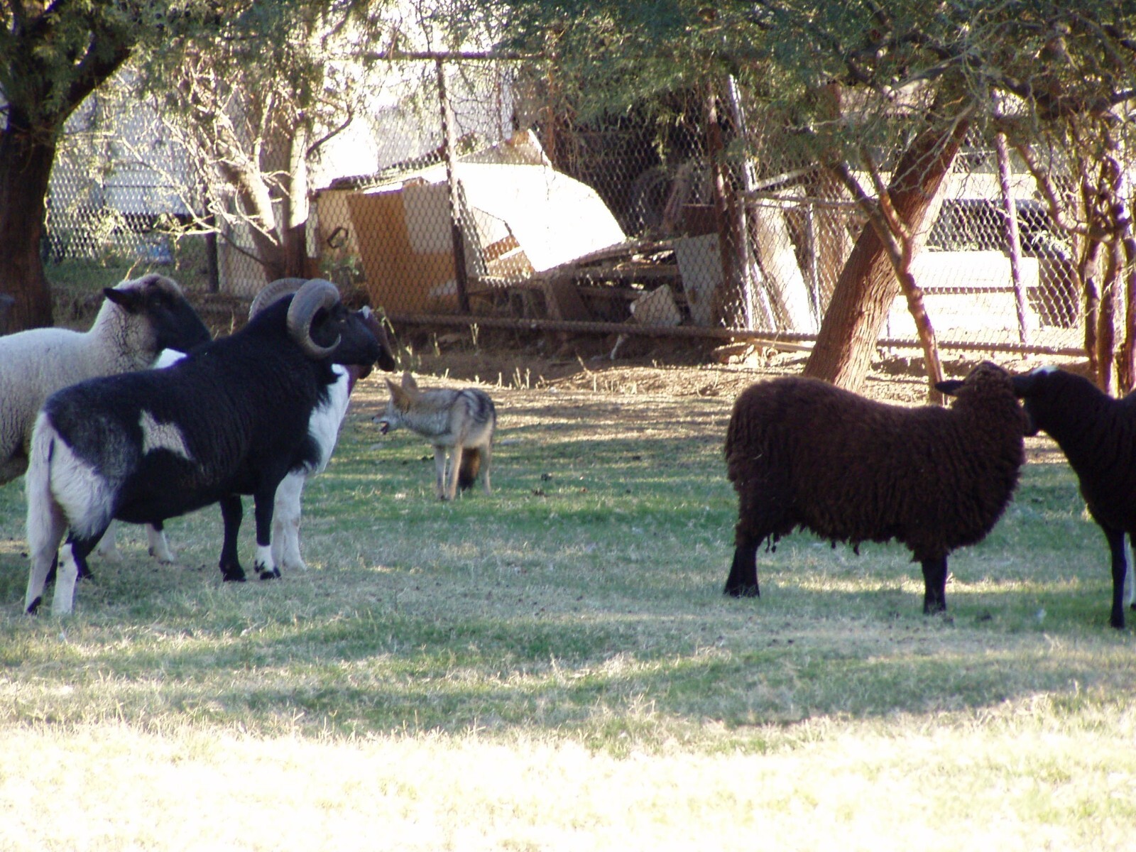 Gophers , Moles , Prairie dogs , Voles , ground squirrels , underground ...