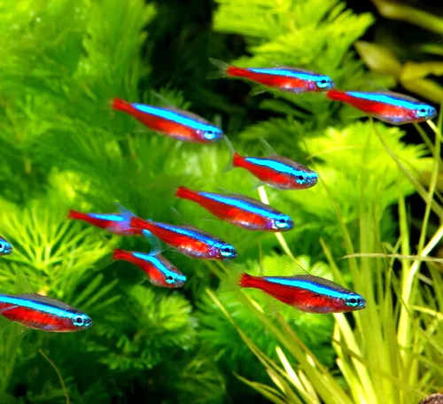 6 Medium Cardinal Tetras TANK BRED! HIGH QUALITY!! Live Freshwater Fish ...