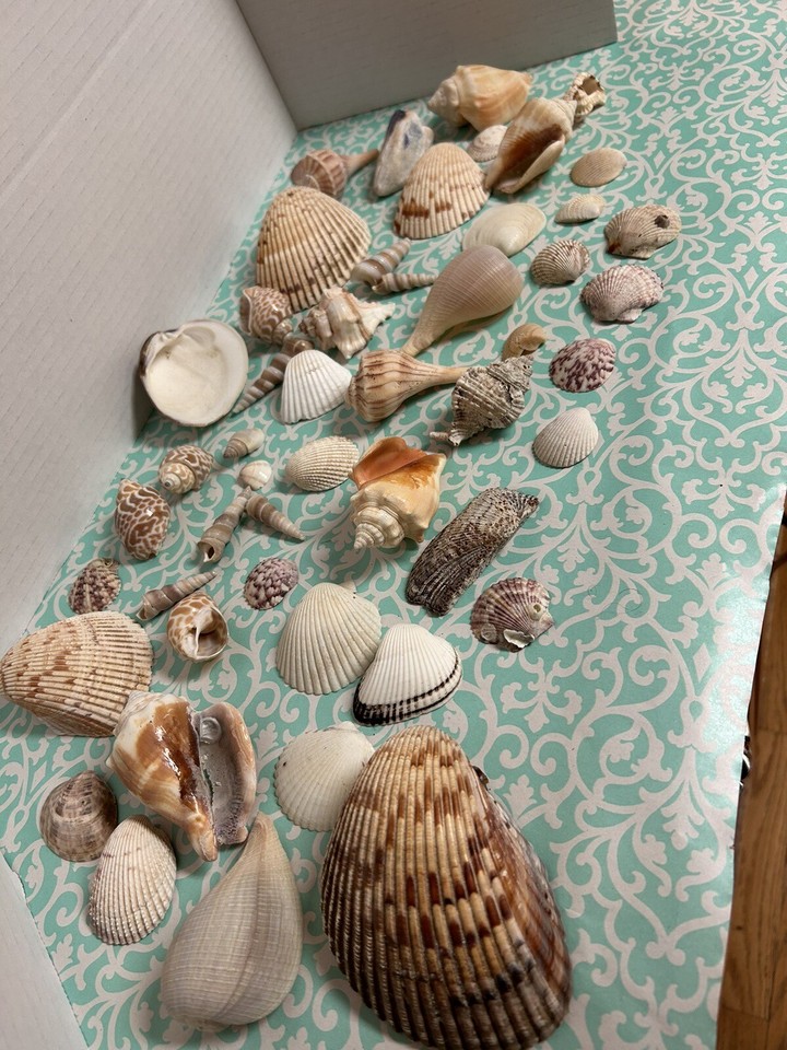Lot Of 50 Fancy Assorted Sea Shells From Estate Sale - Beautiful ...