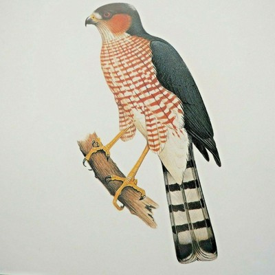 Vintage 1989 Bird of Prey Print ~ Sharp-shinned Hawk | eBay
