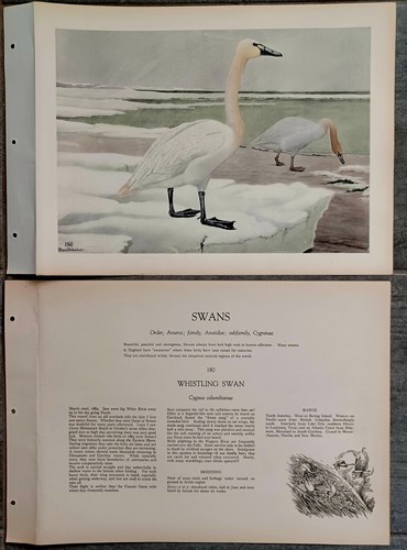 Original! 1930 Rex Brasher #180 Hand Colored Bird Print Whistling Swan ...