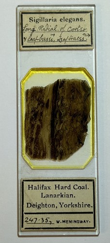 Antique Microscope Slide. Coal Fossil Radial Of Cortex Sigillaria. By ...