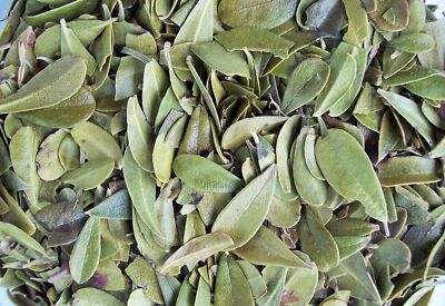 Bearberry Leaf - Arctostaphylos uva ursi - Leaves Dried Tea Herb EU ...