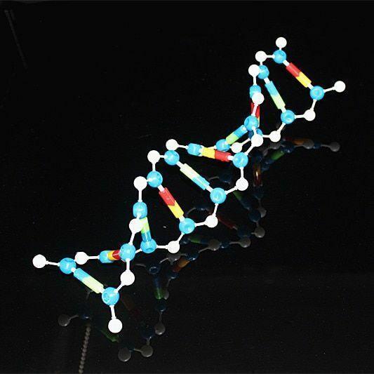 Dna Molecule Model Kit