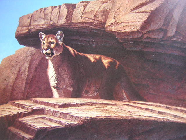 Harry Antis Loner Mountain Lion Cougar Art Print | eBay