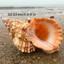 Natural Tutufa Rubeta Conch Shells Coral Sea Snail Fish Tank Home ...