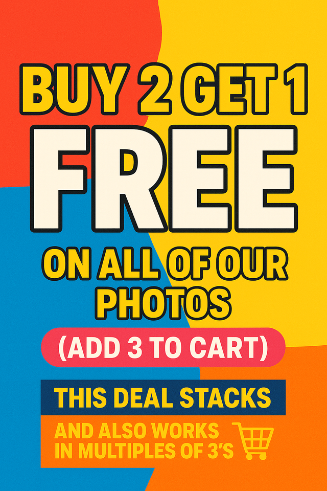 8x10 ASHLEY TERVORT GLOSSY PHOTO busty curvy beautiful bikini bra model ...