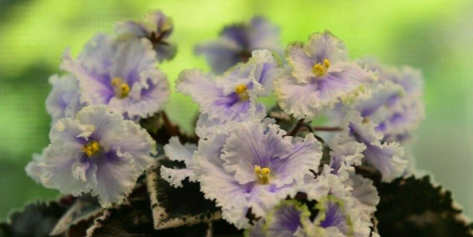 African Violet Special Attraction ~ 1 (One) freshly cut leaf | eBay