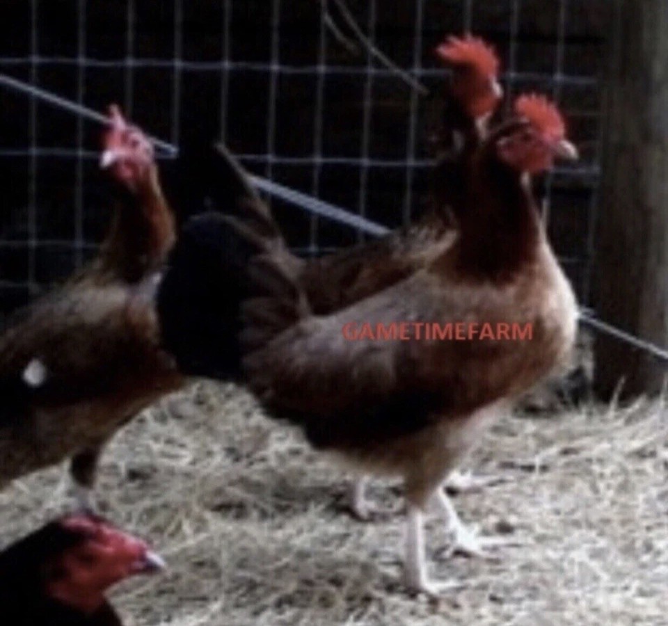 8 + pure Hatching Egg Assortment Pure Claret And Pure Lacey Hatching ...