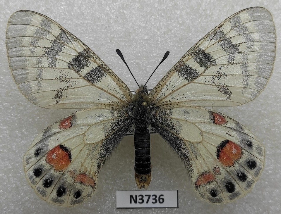 Parnassius charltonius romanovi 1 F Aram-Kungey N3736 А2 | eBay