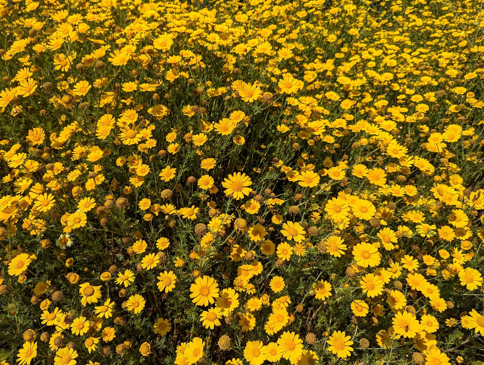1500 CALIFORNIA SUNSHINE GOLDFIELDS Lasthenia Glabrata Yellow Flower ...
