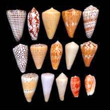 Vida Mar Shells | eBay Stores