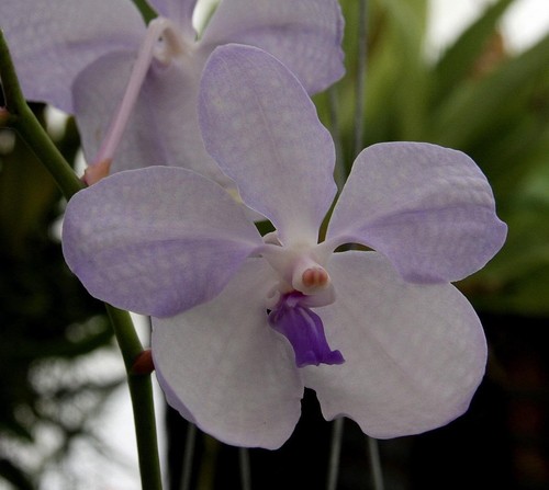 Species Orchid Plant Vanda coerulea. "Wild Type" Flower Color. NBS | eBay