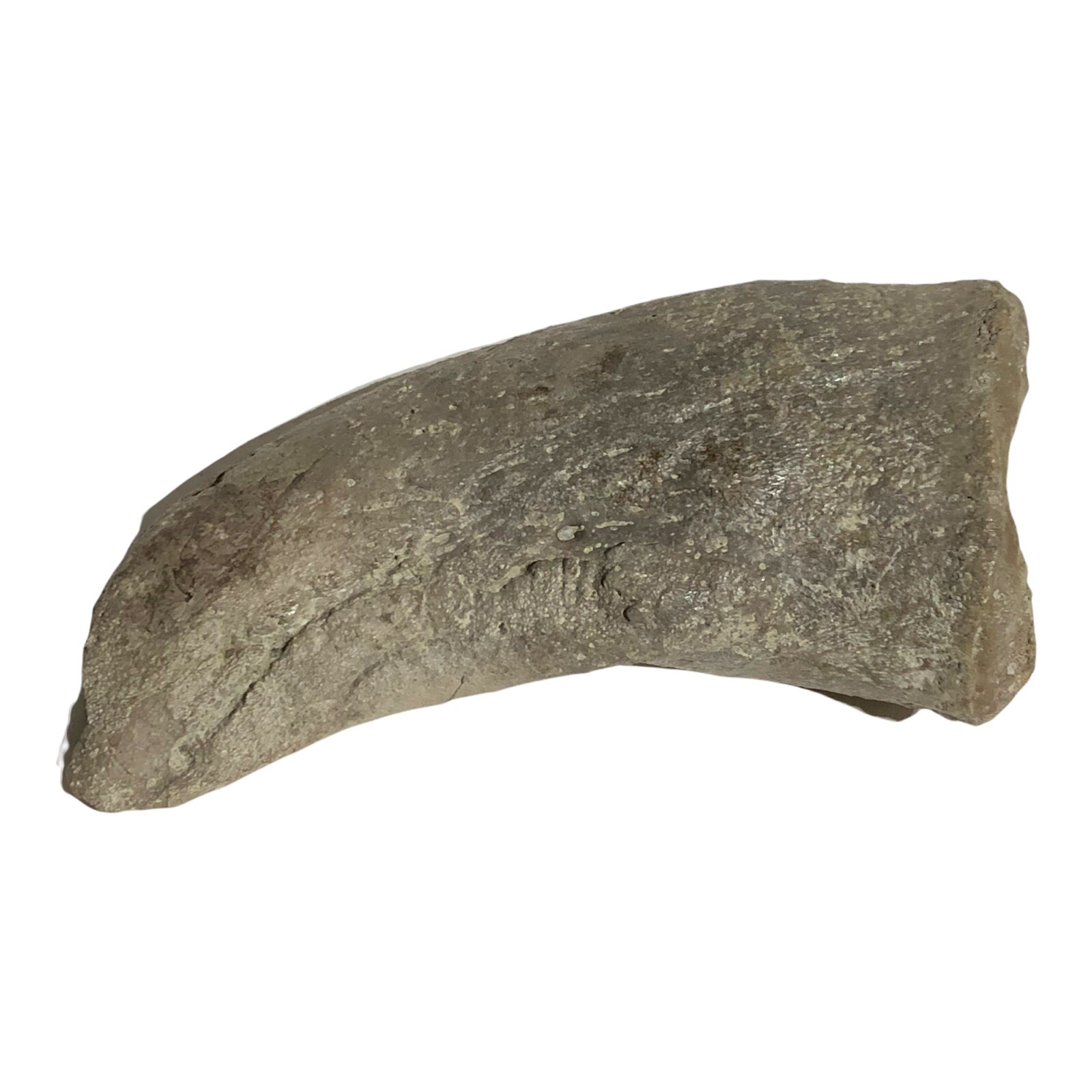 Large Bothriospondylus madagascariensis Sauropod Claw Dinosaur Fossil 7 ...