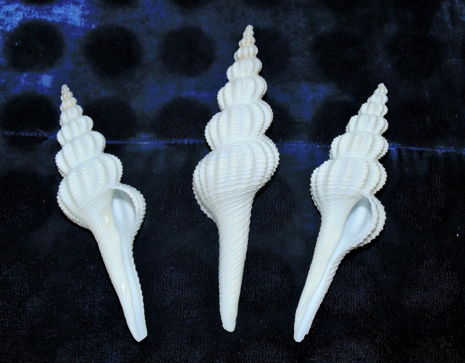 5 to 6" SPINDLE SEA SHELLS FUSINUS FORCEPS PACKAGE OF THREE (3) | eBay