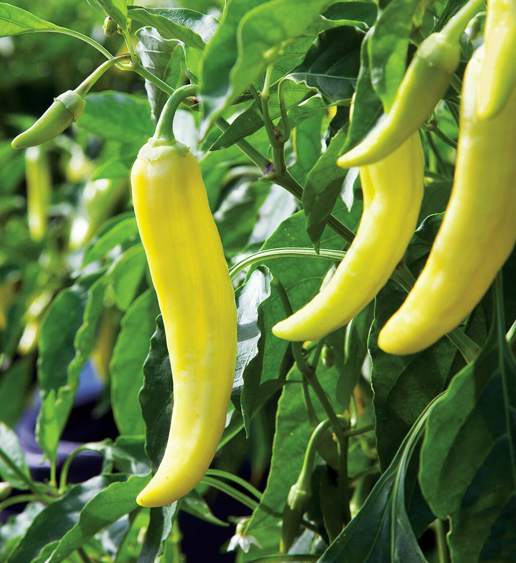 Pepperoncini Plant