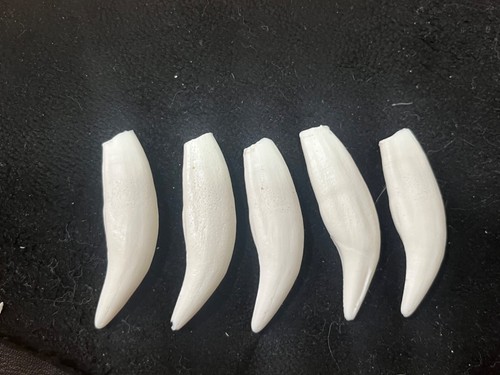 Realistic Black Bear Fang Canine Tooth Resin Cast Set of 5 | eBay