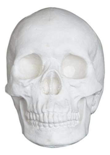 Plaster Cast Skull, Human Skull, for Life Drawing and Painting, Life ...
