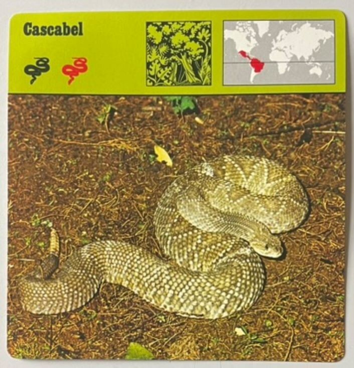 Cascabel