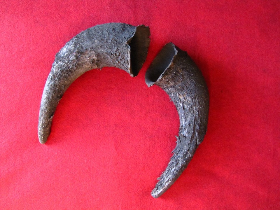 Pair of American Bison Buffalo Horns. Rustic Beauty Cabin Decor | eBay
