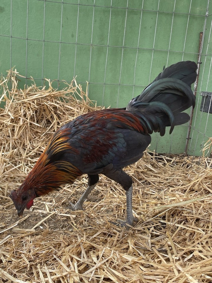 Rare Purebred Gamefowl Melsim Black Pair (hatching Egg) | eBay