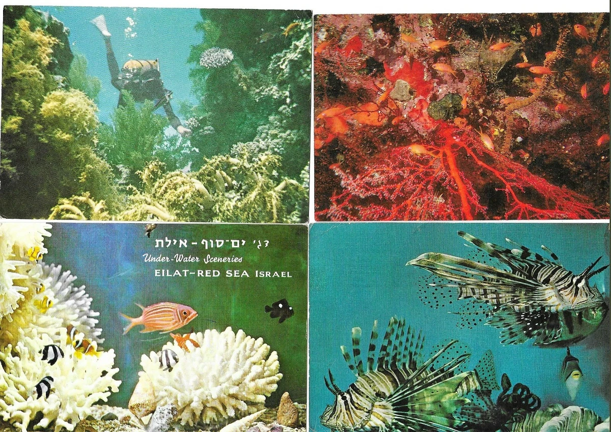 Marine Life In Israel