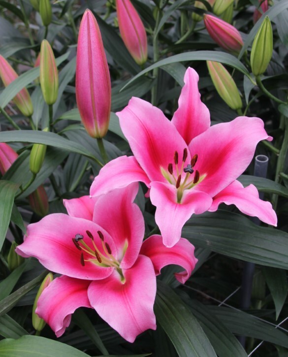 PICK YOUR LILY - CHOOSE FROM 38 DIFFERENT VARIETIES!!! EASY TO GROW ...