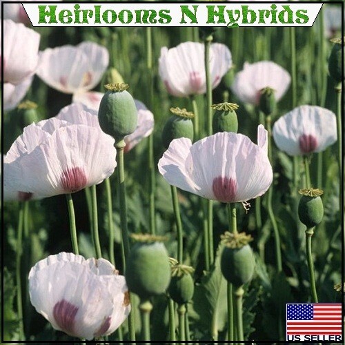 20,000 Mixed Organic P Somniferum Poppy Seeds Hungarian, Czech, Dutch ...