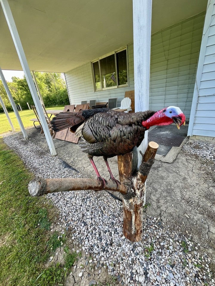 Wild Turkey Full Body Mount Taxidermy 1/2 Strut Gobbling Roost | eBay